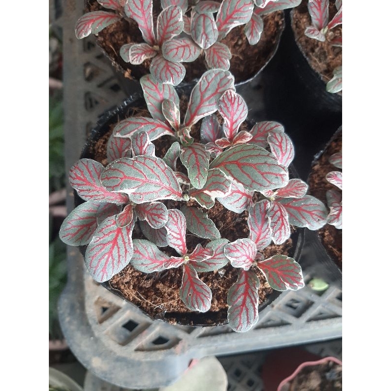 rare fittonia | Shopee Philippines