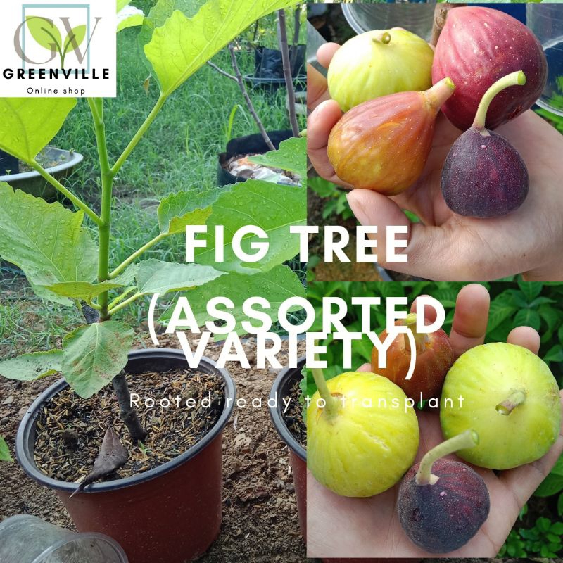 FIG TREE Seedlings Buhay na 100% ROOTED AND ESTABLISHED. Sweet and ...