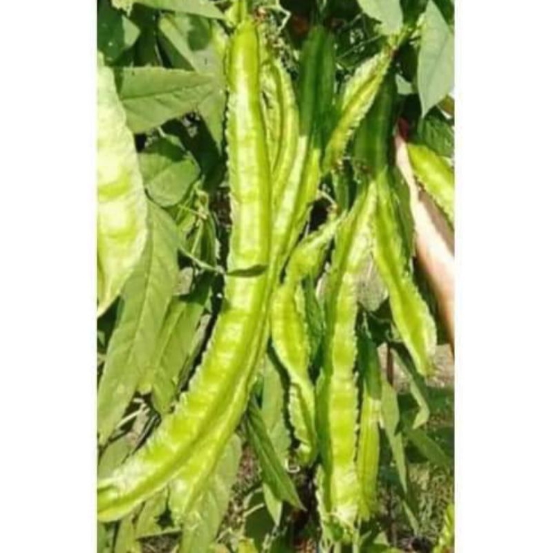 HYBRID LONG SIGARILYAS SEEDS FOR PLANTING 60seeds | Shopee Philippines