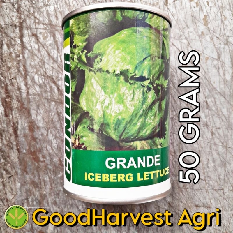 GRANDE ICEBERG LETTUCE SEEDS (50 GRAMS) by CONDOR SEEDS | Shopee ...