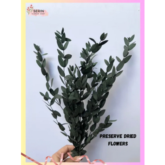 Parvi eucalyptus/ dried flowers/ preserved flowers/flowers | Shopee ...