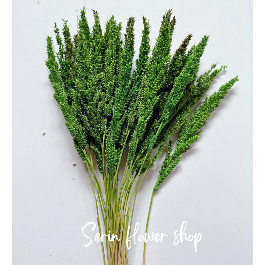 Dried Flower Colored Trigo (30 stems bundle) BEST SELLER FLOWER ...