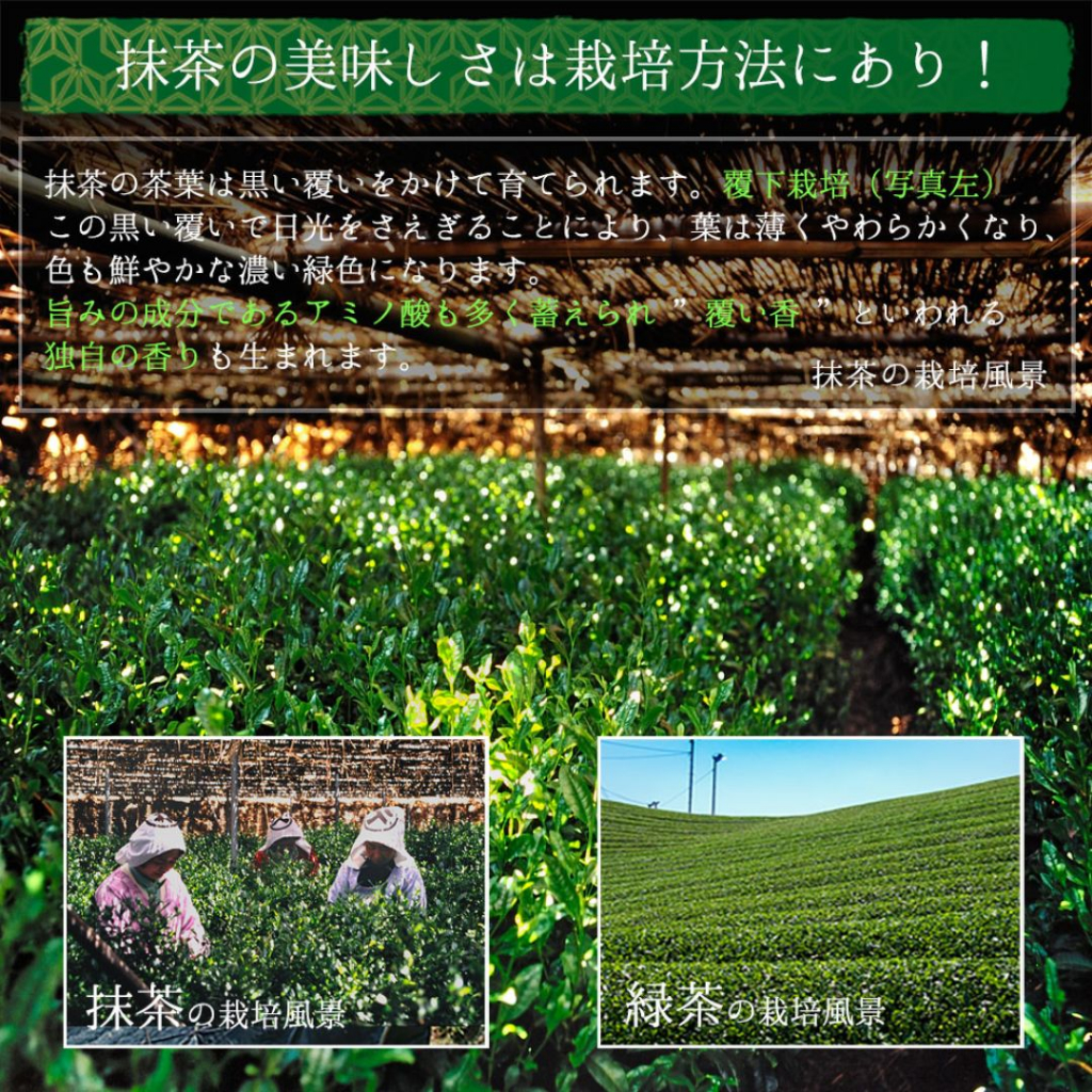 Marukyu Koyamaen UJI Matcha Powder, Green Tea [WAKATAKE/TOMOTAKE ...