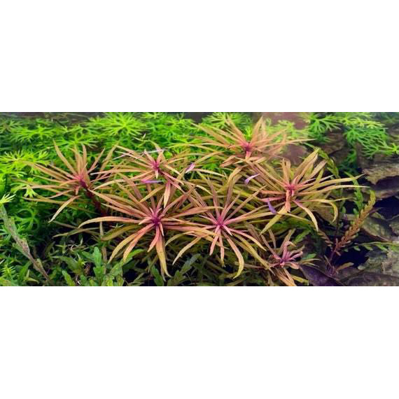 POGOSTEMON STELLATUS (10 pcs stem cutting) midtech, aquatic plant ...