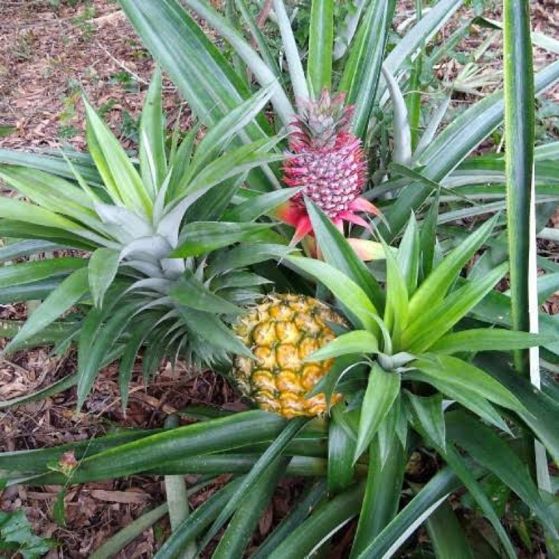 Hawaiian Pineapple Sapling(3 pcs) | Shopee Philippines