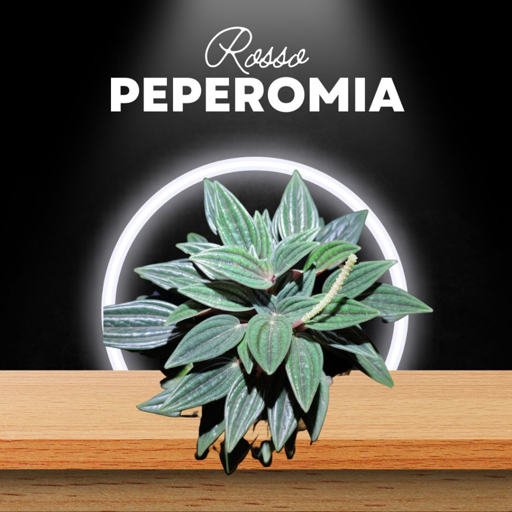 Peperomia - Green Ripple, Red Ripple, Parallel, Watermelon etc. [for ...