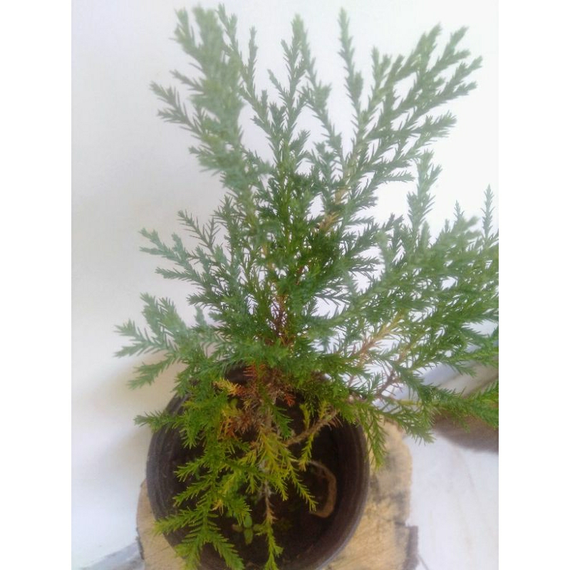 JUNIPER PLANT/LIVE PLANT (small -medium-big) | Shopee Philippines