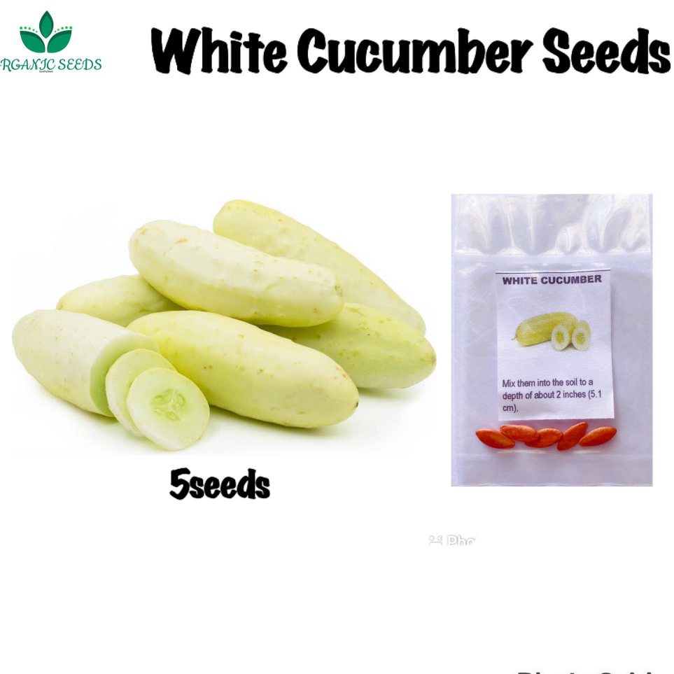 White Cucumber/high quality - (5seeds) | Shopee Philippines