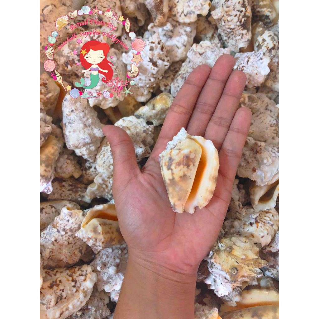 50 Grams Seashells For Your DIY Arts and Crafts Batch 1 | Shopee ...
