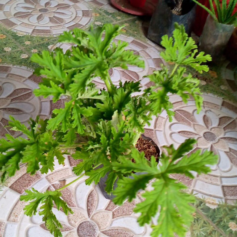 Citronella malvarosa Scented Anti-mosquito (LUZON ONLY) | Shopee ...