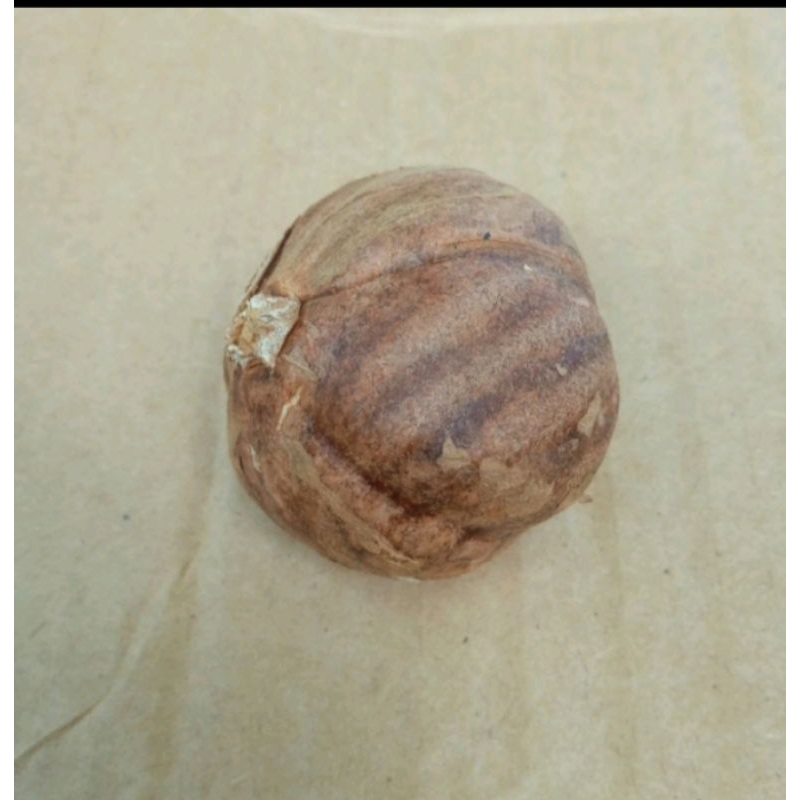 *bitoon seed gamot sa bukol/goiter/cyst (1kilogram) | Shopee Philippines