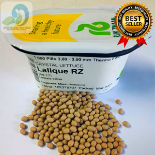 RIJK ZWAAN PELLETIZE LETTUCE SEEDS/REPACKED/LALIQUE/OLMETIE/INVICTA ...