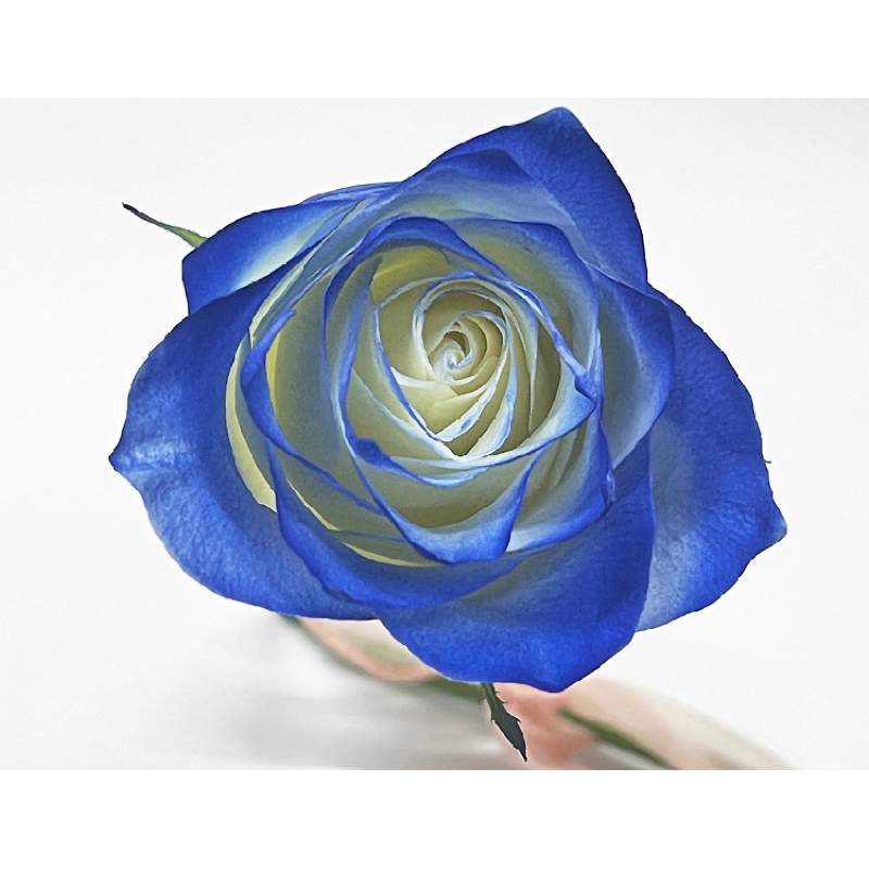 Floral Color Change Spray Paint | Shopee Philippines