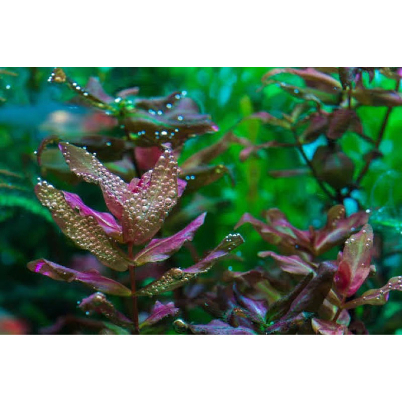 ROTALA BANGLADESH (25 pcs stem cutting) midtech aquatic plant | Shopee ...