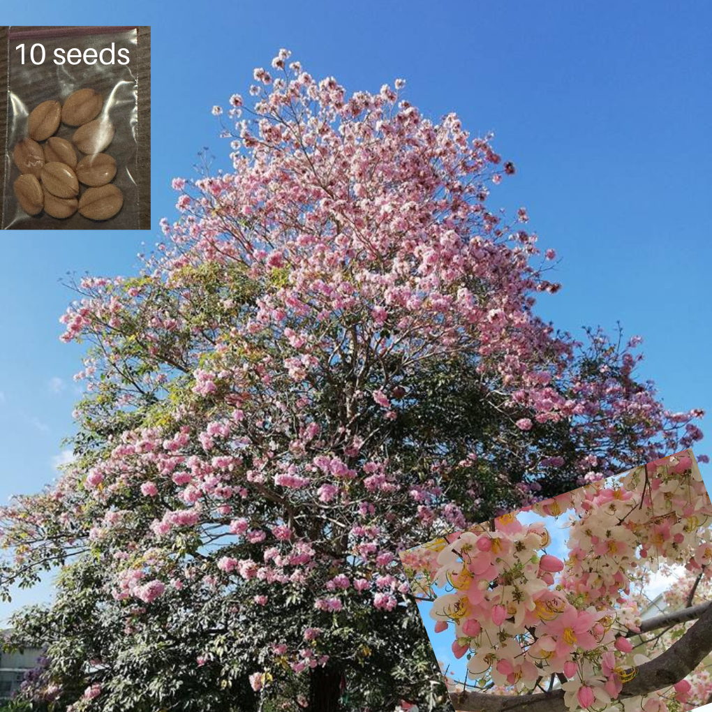 Palawan Cherry Blossom | 10 Seeds | Shopee Philippines