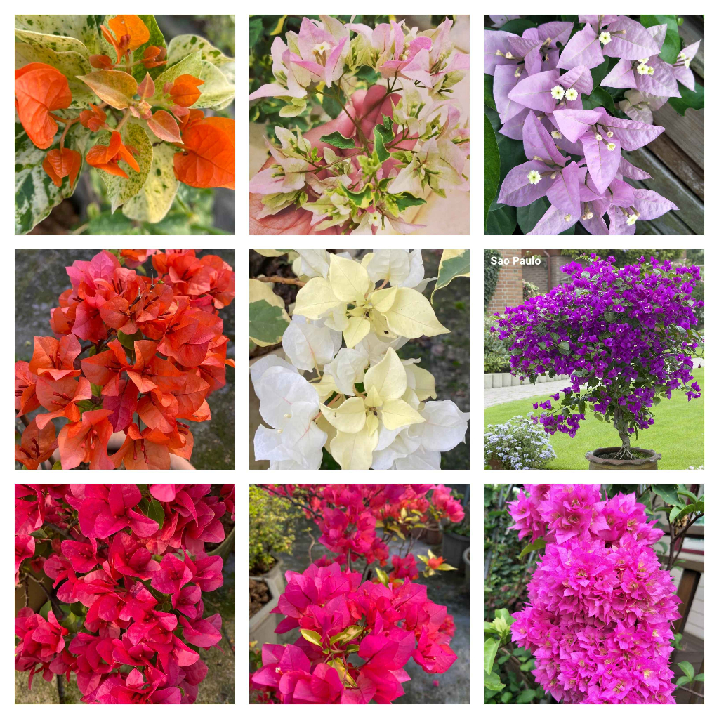 Bougainvillea Cuttings (Set A) | Shopee Philippines