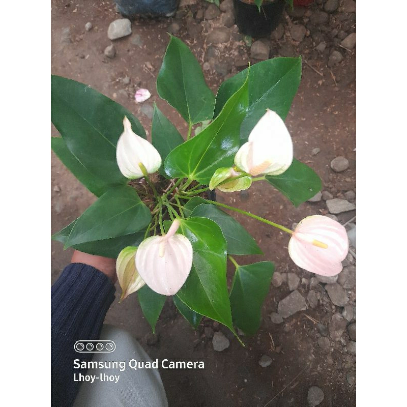 jolly peach anthurium " joli peach" | Shopee Philippines