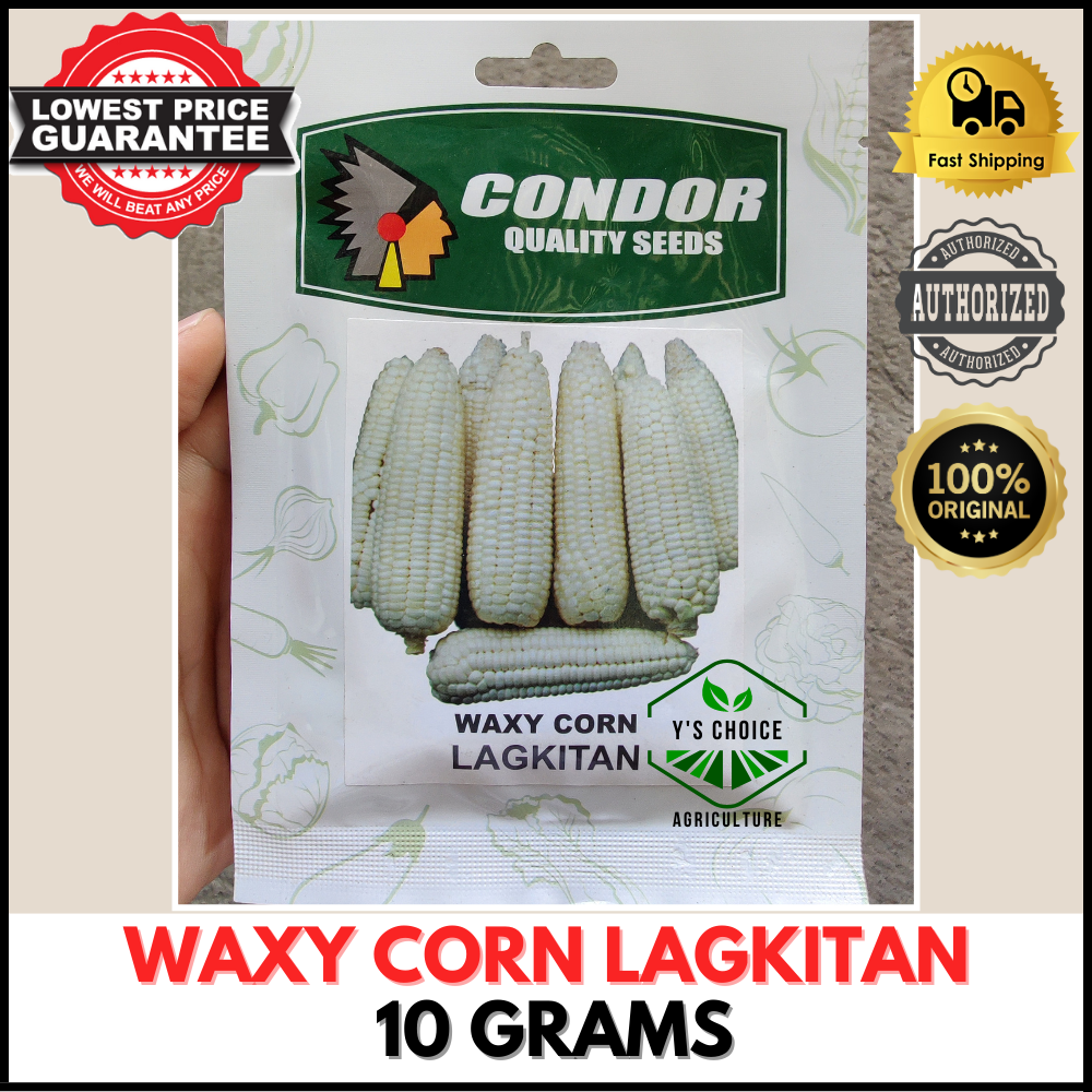CONDOR SEEDS - CORN SEEDS - WAXY CORN LAGKITAN- 10 GRAMS | Shopee ...