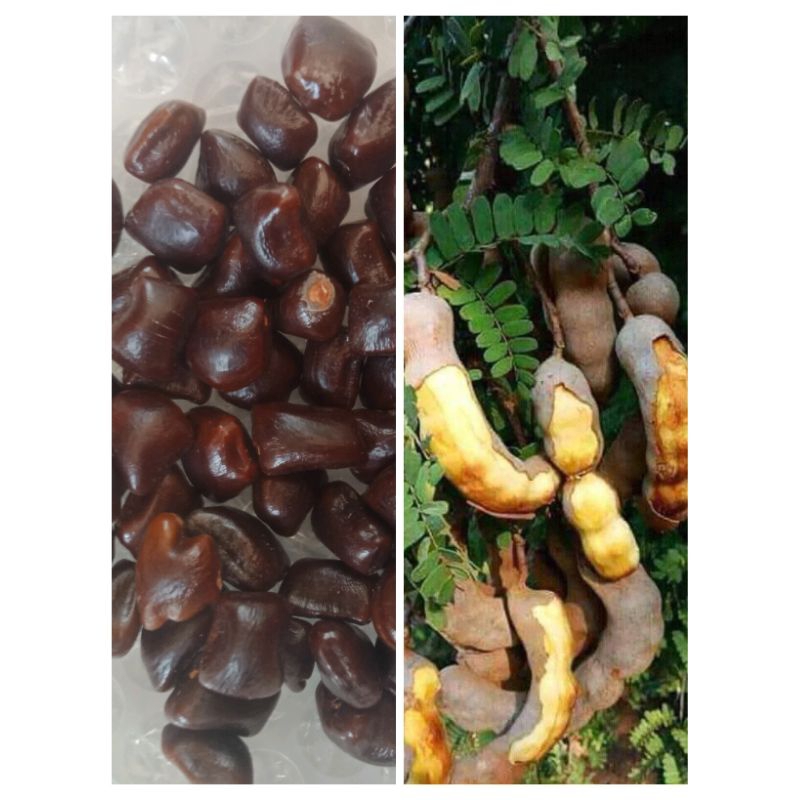 Sampalok/Tamarind seeds for planting | Shopee Philippines