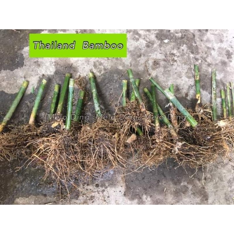10pcs/15pcs /20pcs THAILAND BAMBOO TUOD/ /MOTHER | Shopee Philippines