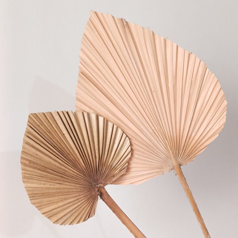 Dried Anahaw | Local Dried Anahaw Leaf | Shopee Philippines