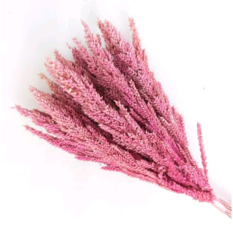 Dried Trigo Flower ( 6stem ) | Shopee Philippines