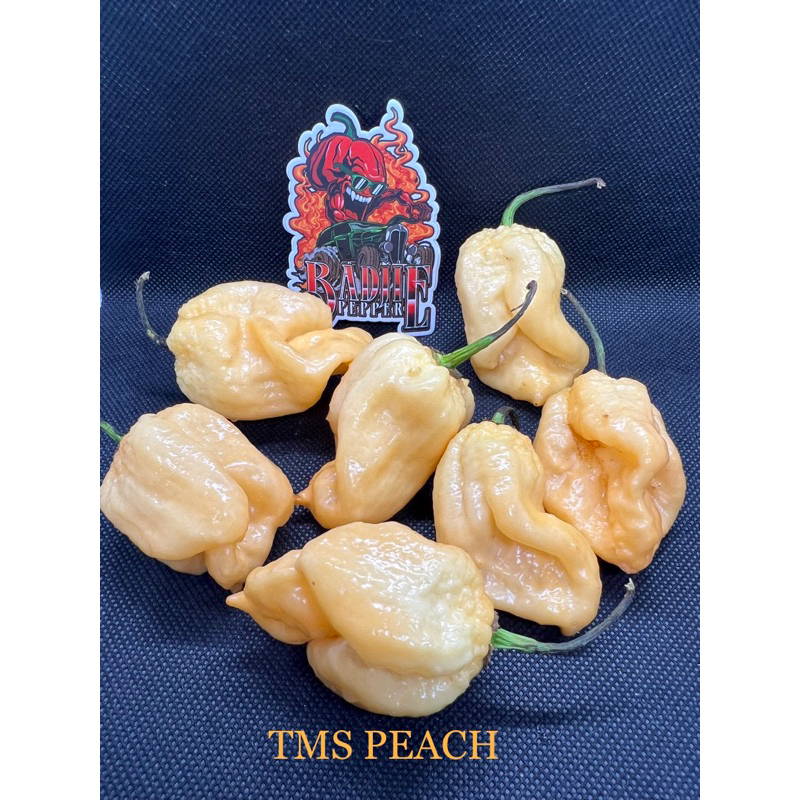 TRINIDAD MORUGA SCORPION PEACH | Shopee Philippines