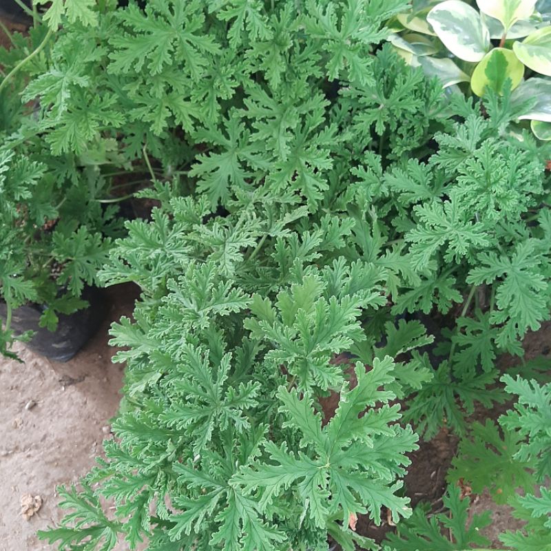 anti-mosquito(malvarosa) | Shopee Philippines