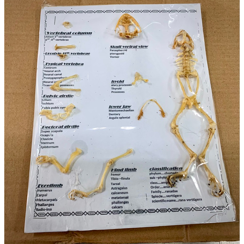 Project skeleton frog with label for project | Shopee Philippines