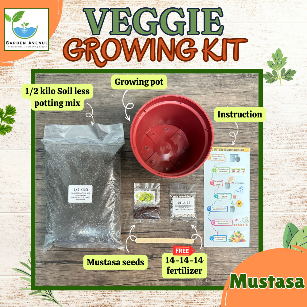 MUSTASA GROWING KIT - READY TO USE/COMPLETE PACKAGE/POT/SOIL/SEEDS ...