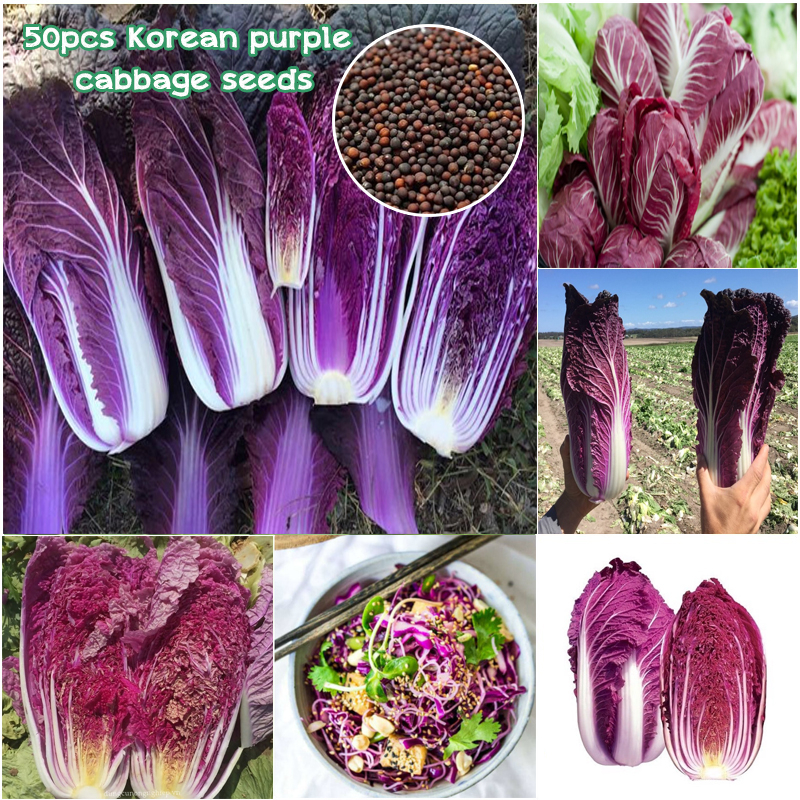 50Pcs Korean Napa Cabbage, Purple Cabbage Seeds, Vegetable Seeds Easy ...