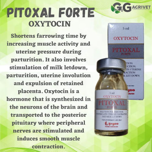 [G&G] PITOXAL FORTE/ 5ML / PAMPAHILAB NG MATRIS NG INAHING BABOY / ASO ...