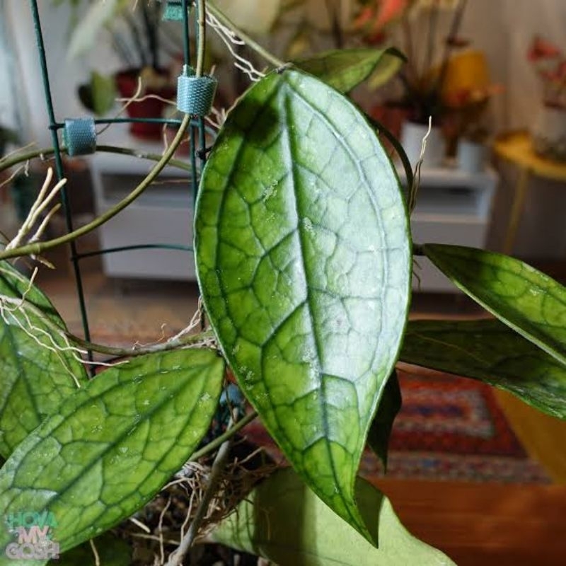 HOYA SP. GERMANY (uncommon) | Shopee Philippines