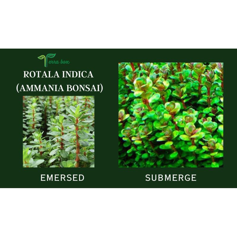 ROTALA INDICA / AMMANIA BONSAI 10STEM PLUS | Shopee Philippines