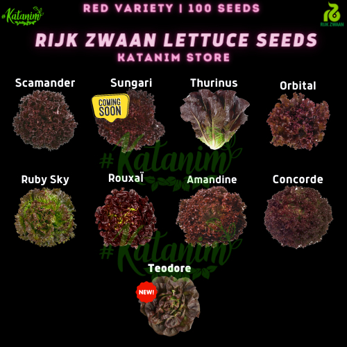 Katanim RED Variety Lettuce Seeds Collection 1 | PELLETIZED 100 seeds ...