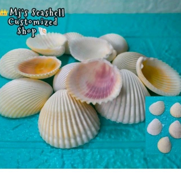 Yellow Cockles clam shell for resin art and crafts materials | Shopee ...