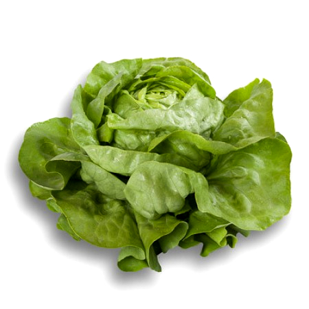 RIJK ZWAAN PELLETIZE LETTUCE SEEDS/REPACKED/LALIQUE/OLMETIE/INVICTA ...