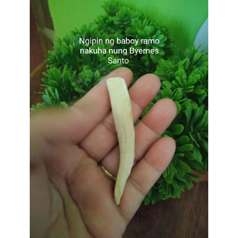Ngipin ng baboy ramo nakuha nung Byernes Santo | Shopee Philippines