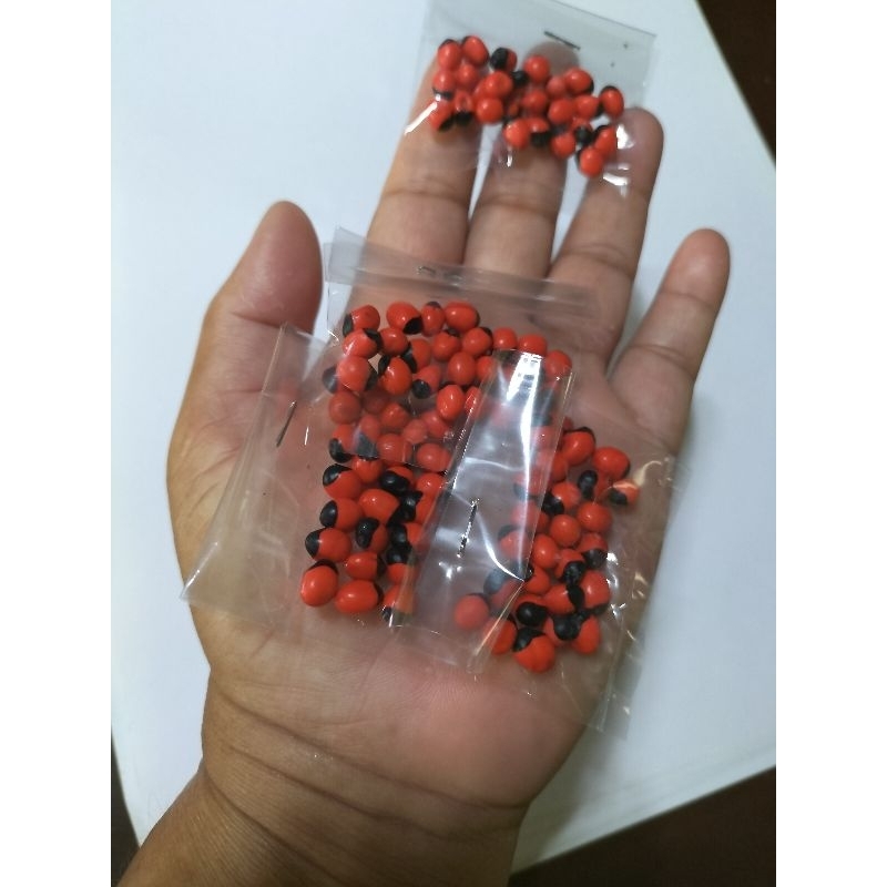 Rosary Pea or saga saga seeds 1 sachet of 23 pieces | Shopee Philippines
