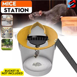 Mouse Bucket Trap cage perfect trap for big rats very suitable for ...