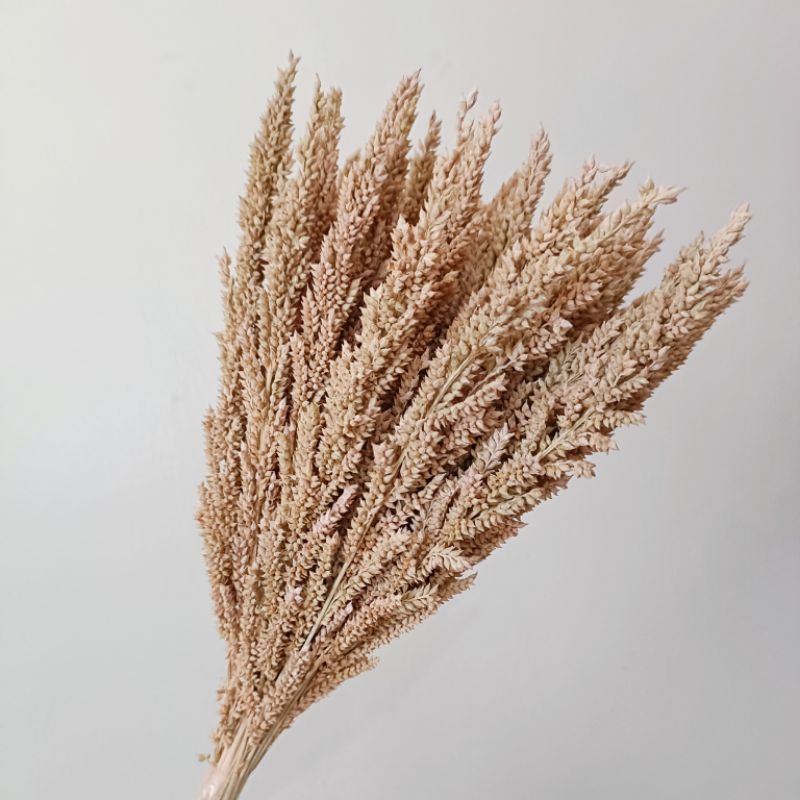 Dried Trigo Flower (half or whole bundle) | Shopee Philippines