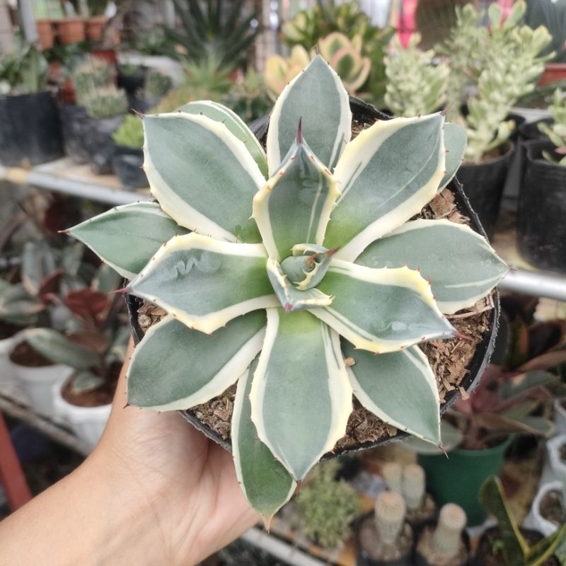 cream spike agave(gandara) | Shopee Philippines