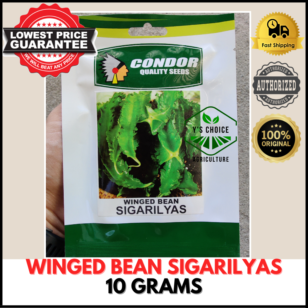 CONDOR SEEDS - SIGARILYAS / WINGED BEAN - 10 GRAMS | Shopee Philippines