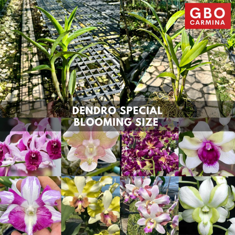 GBO Carmina: BS Dendro Special | Blooming Size | Orchids | King Dragon ...