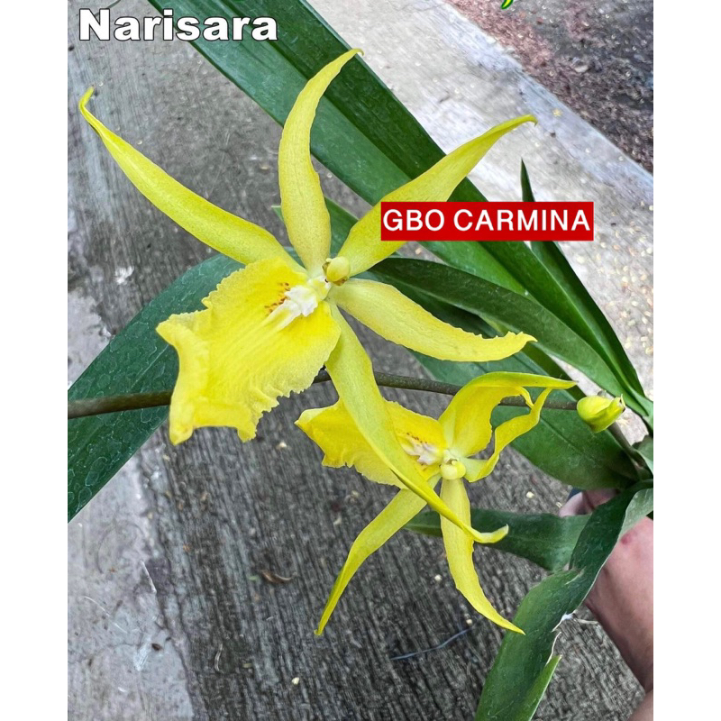 GBO Carmina: Oncidium | Blooming Size - No Flower | Orchids | Dancing ...