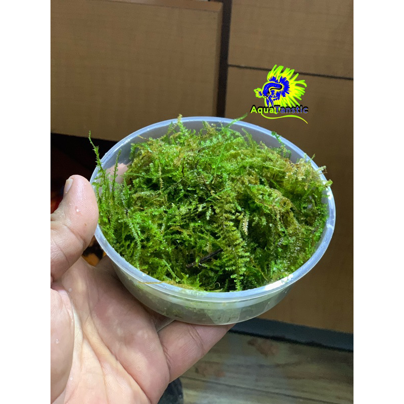 Moss aquatic Live Plants ( aquatanstic ) | Shopee Philippines
