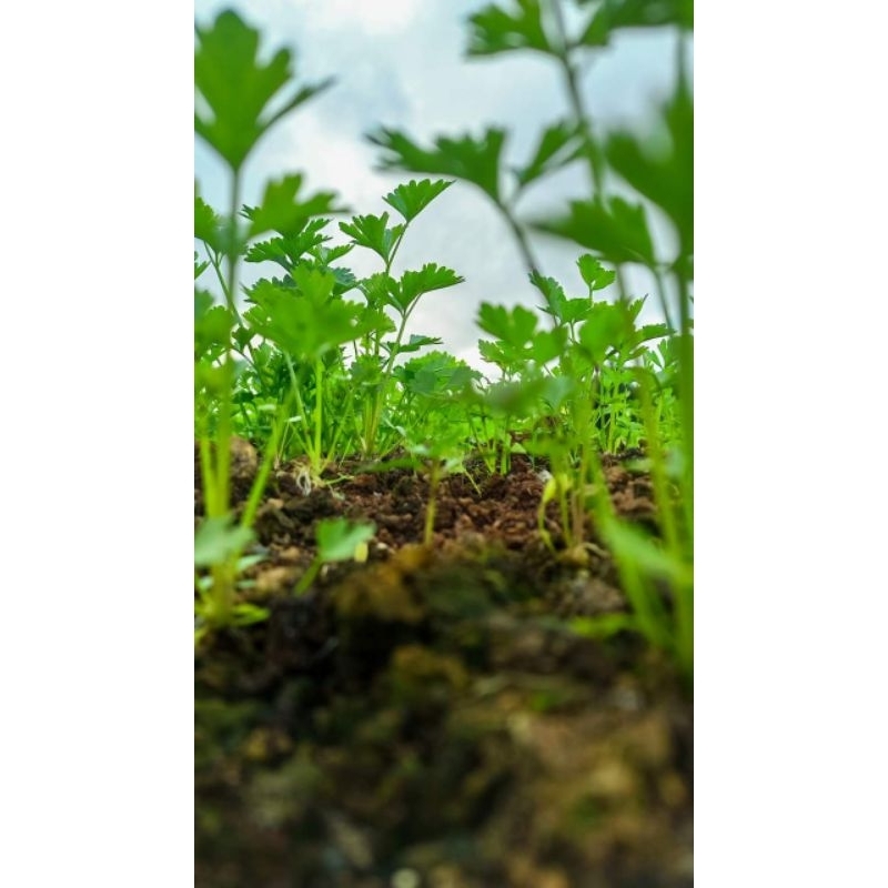 KINCHAY CATMON SEEDS FOR PLANTING 50 SEEDS | Shopee Philippines