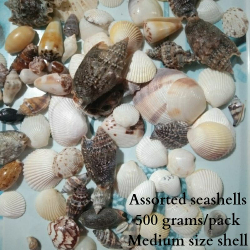 Assorted Sea Shells.Real Sea Shells 500 grams. per pack.(Sea shells ...