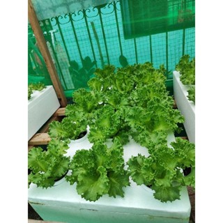 Kratky Hydroponics Starter KIT 1 (FREE MANUAL AND SEEDS) | Shopee ...