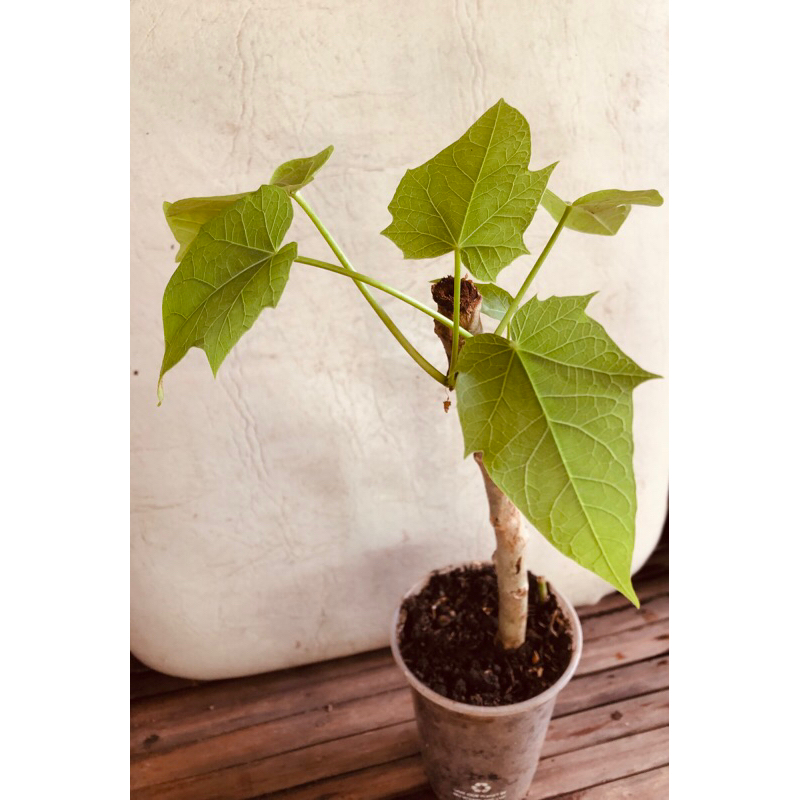 Tuba Tuba plant - 1pc stem with roots in a plastic pot with soil ...